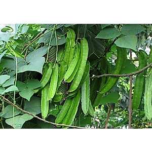 VAACNEE 15pcs Winged Pea Seeds Four Angled Bean Dragon Bean Seeds