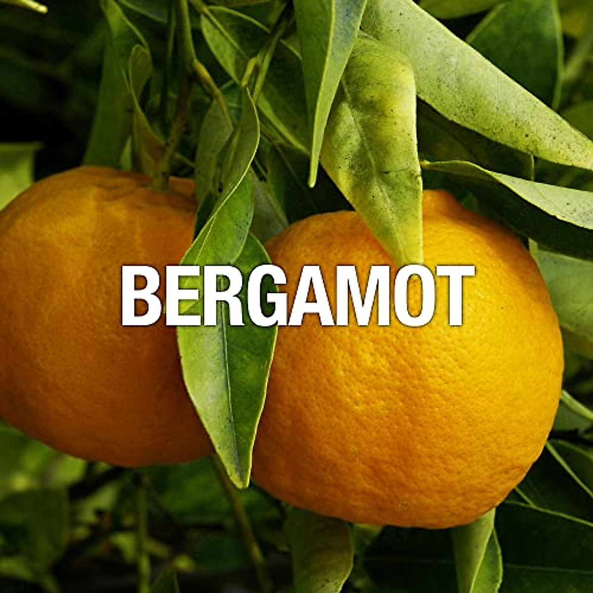 Men's Cologne Spray by Curve Sport, Day or Night Fragrance Scent, 4.2 Fl Oz