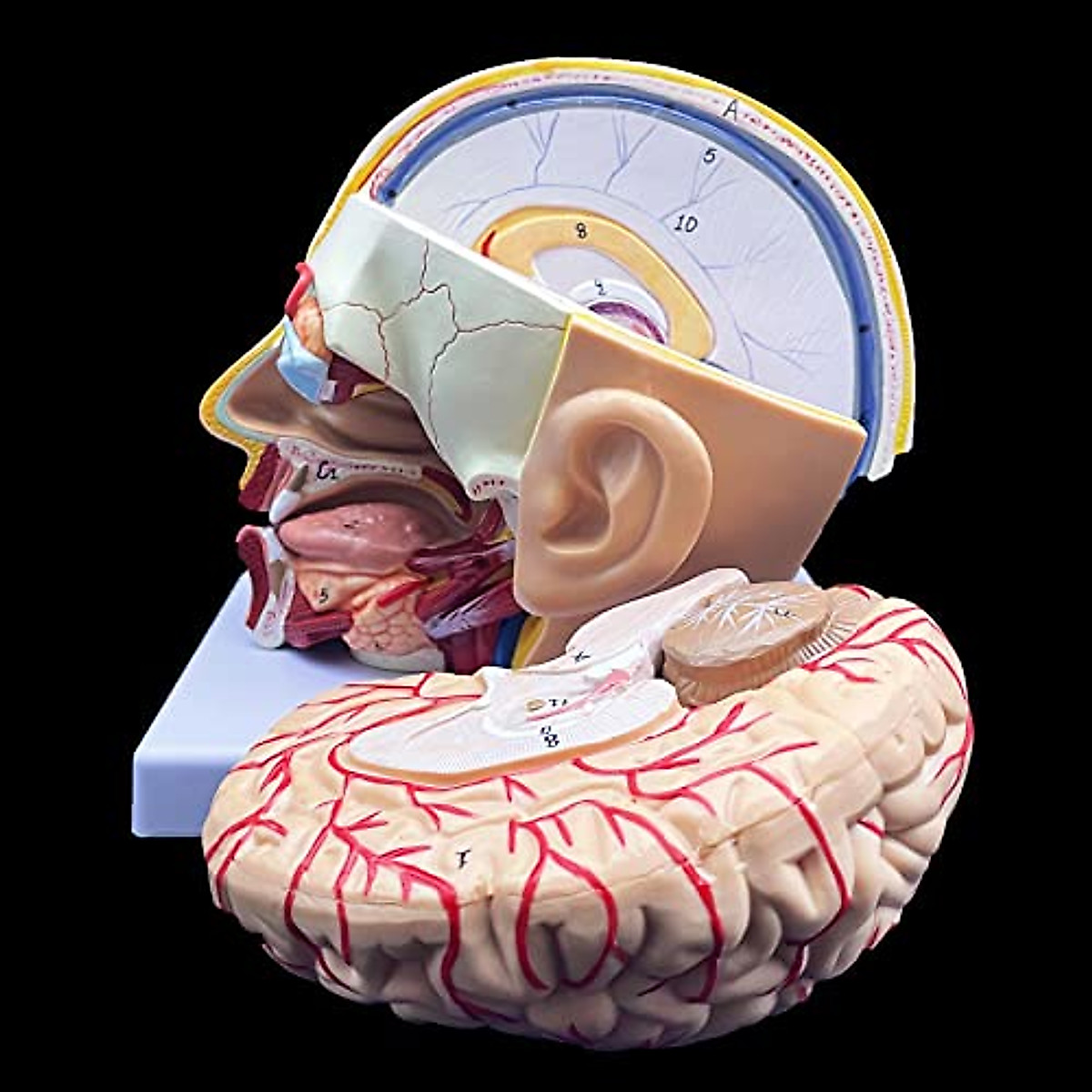 XINDAM Human Head Anatomical Model 4-Part Life-Size Head Brain Cross Section Anatomy for Science Classroom Education Study Teaching Display