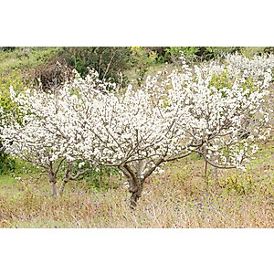 Plum Fruit Tree Seeds for Planting - 10 Seeds of Prunus americana- Made in USA, Ships from Iowa - Popular Outdoor Tree or Bonsai