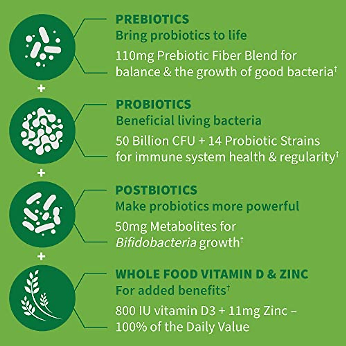 Garden of Life Dr Formulated Probiotics Immune Support, Complete with Prebiotics, Postbiotics, D3 & Zinc for Gut and Digestive Health - Organic Vegan Prebiotic Fiber for Women and Men - 30 Day Supply