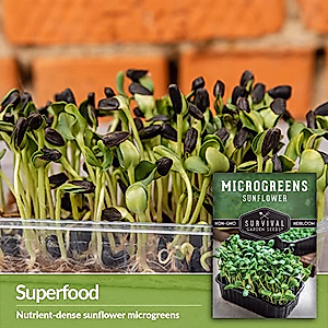 Survival Garden Seeds Sunflower Microgreens for Sprouting and Growing - 2 Packs - Sprout Green Leafy Micro Vegetable Plants Indoors - Grow A Mini Windowsill Garden - Non-GMO Heirloom Variety