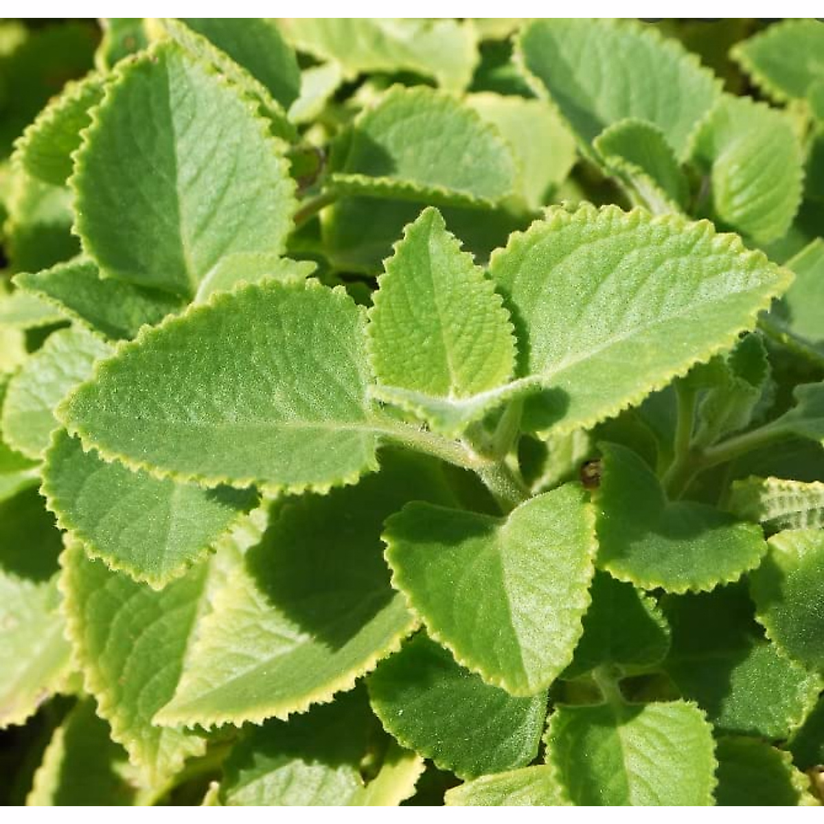 2 Cuban Oregano Plants Live Mexican Mint Spanish Thyme Rooted 5 to 7 Inches Vegetables Planting Ornaments Perennial Garden Ready to Grow Pot