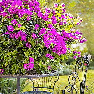 QAUZUY GARDEN 100 Purple Bougainvillea Seeds, Paperflower, Attract Pollinators, Fast-Growing Perennial Flowering Shrub Bush Tree Plant, Striking Showy Accent
