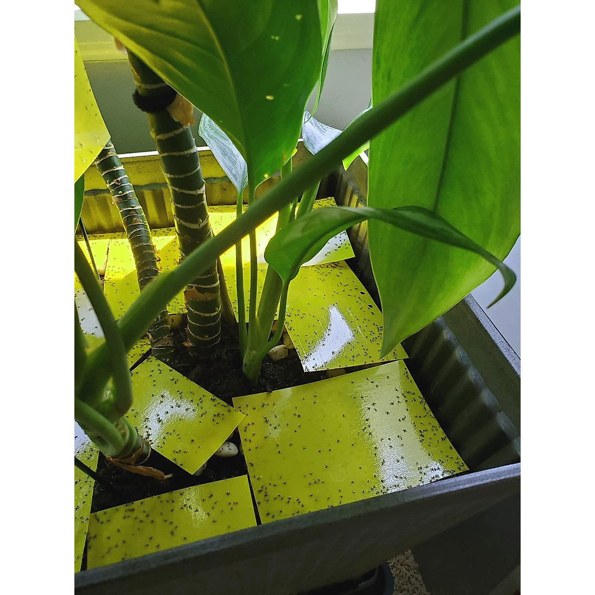 Faicuk Yellow Dual-Sided Sticky Fly Traps for Plant Insect Like Aphids, Fungus Gnats, Leaf Miners and White Flies (30 Pack)