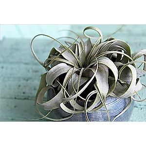 Tillandsia Xerographica Air Plant, Tillandsia Air Plants Live Large Indoor Plants Live Houseplants, Exotic Plants for Succulent Terrarium, Fairy Garden Decor, Succulents Live Plants by Plants for Pets