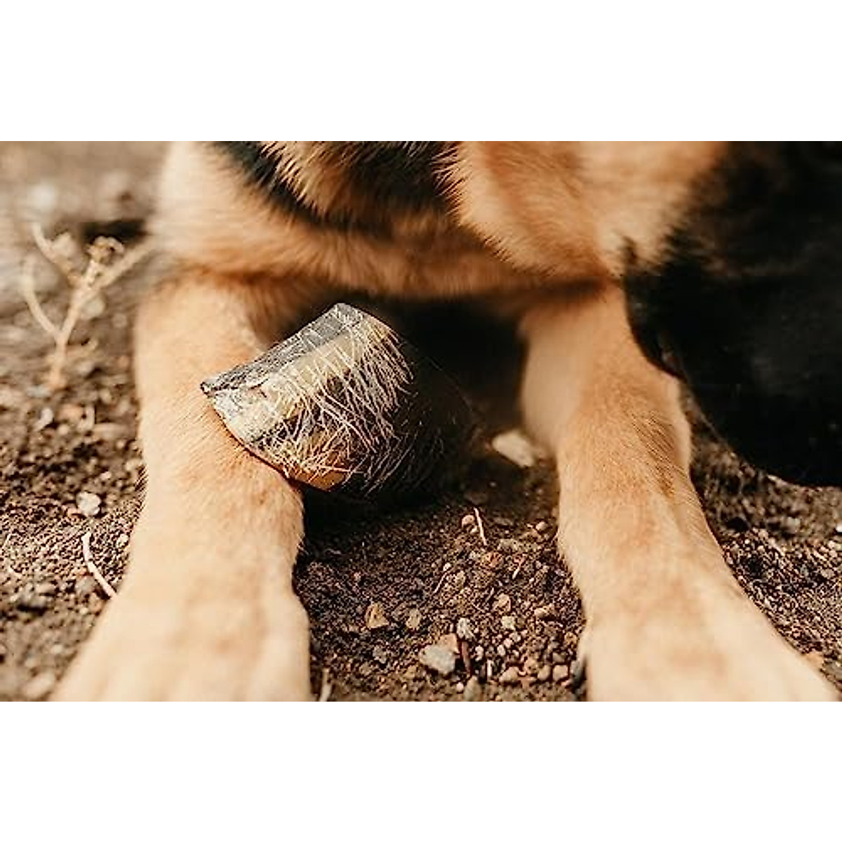 Pawstruck Natural Cow Hooves for Dogs (10 Pack) - Made in The USA Bulk Dog Dental Treats & Dog Chews Beef Hoof, American Made