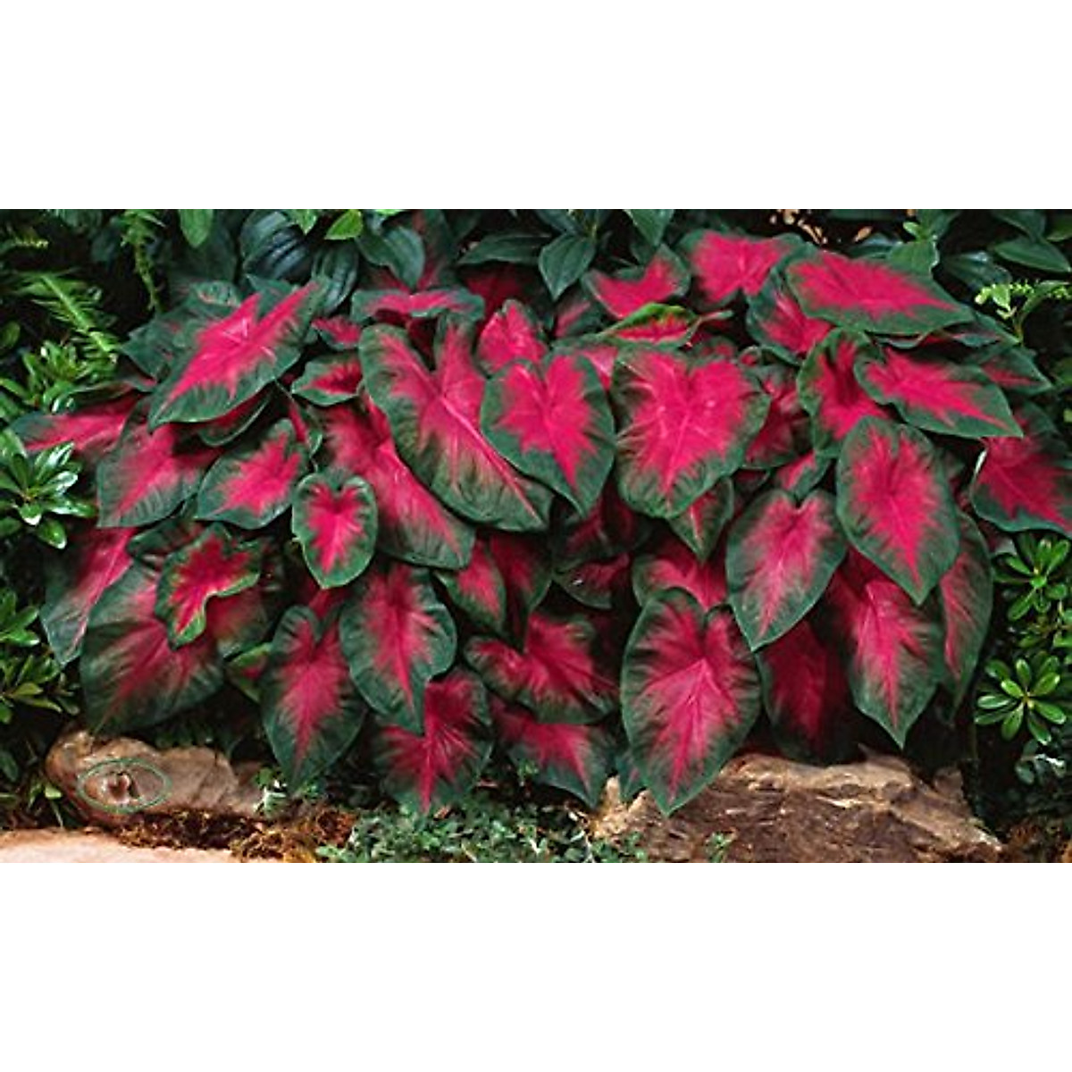 Caladium Buck (6 Bulbs) - Elegance for Shady Gardens. Now Shipping !