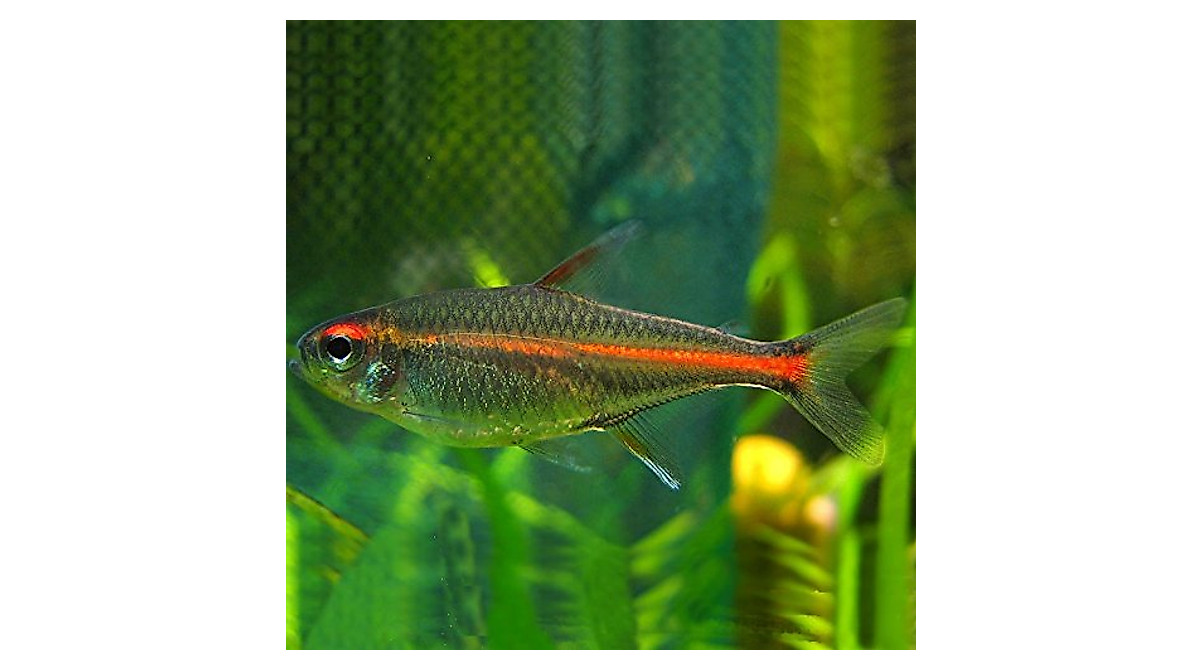 Buy 6 Fire Neon Tetras for Your Aquarium