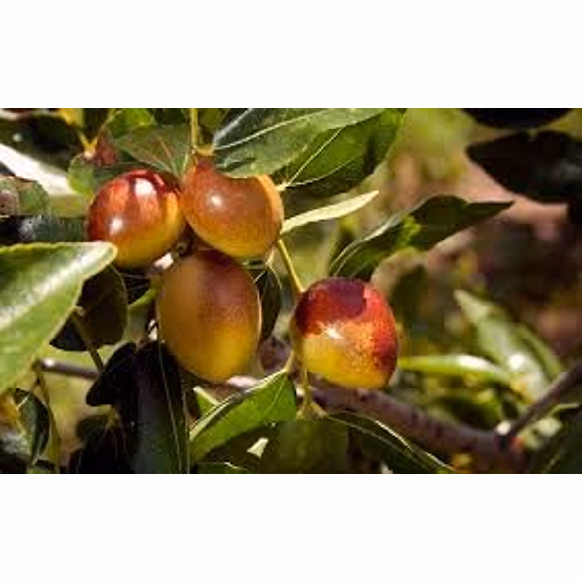 Jujube Seeds for Planting - 10 Seeds - Chinese Date - Ziziphus mauritiana