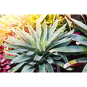 Bromeliad Fertilizer Liquid Plant Food for Bromeliads | Cryptanthus, Guzmania, Neoregelia Aechmea and Tillandsia Air, Aquatic Arts