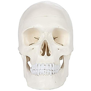Axis Scientific Human Skull Model Life Size, 3-Part Medical Anatomical Skull Replica Includes Skull Cap with External and Interior Structures, Detailed Product Manual for Medical Students, Study