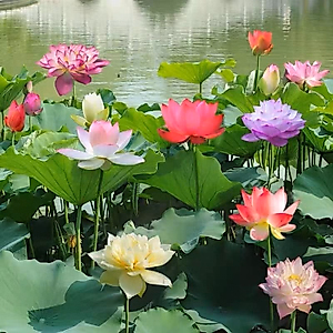 20 Bonsai Bowl Lotus Seeds (Mixed Color) - Water Lily Flower Plant - Finest Viable Aquatic Water Features Non-GMO Fresh Garden Seeds Home Planting Ornamental