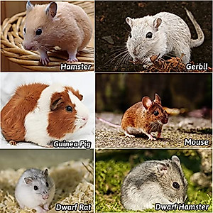 BNOSDM Wooden Hamster Platform for Cage with Ladder Dwarf Hamster Standing Platform Wood Rat Cage Accessories Exercise Toy for Mouse Guinea Pig Chinchilla Gerbil Squirrel (S)