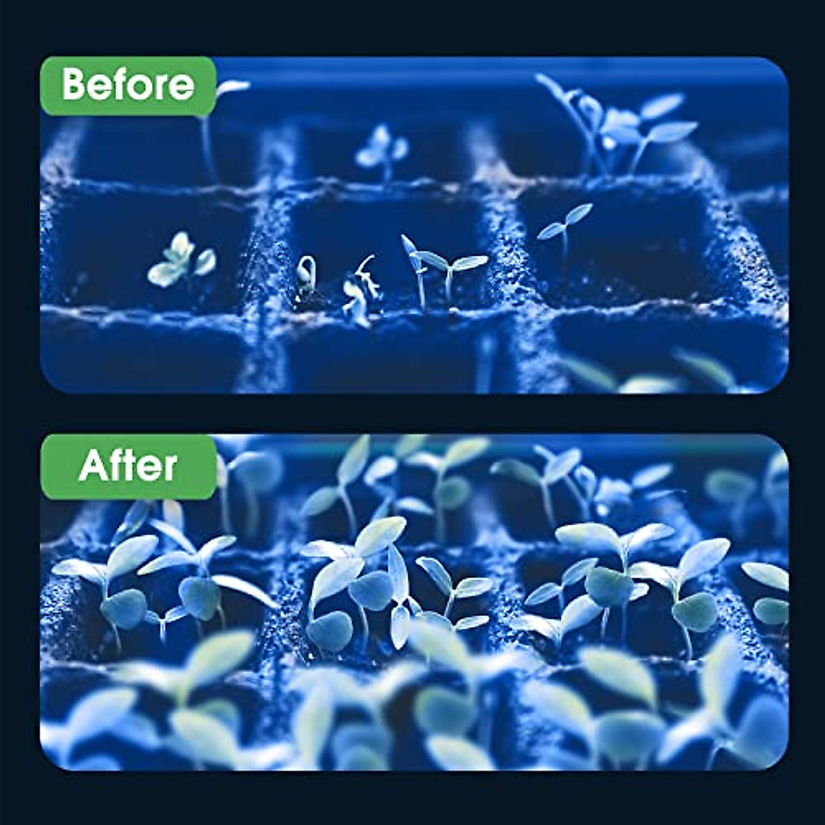 Briignite Grow Light Bulbs for Seedlings, Blue Spectrum, A19 E26 Base, 9W Grow Bulb 90W Equivalent for Indoor Plants, Seed Starting, 2Pack