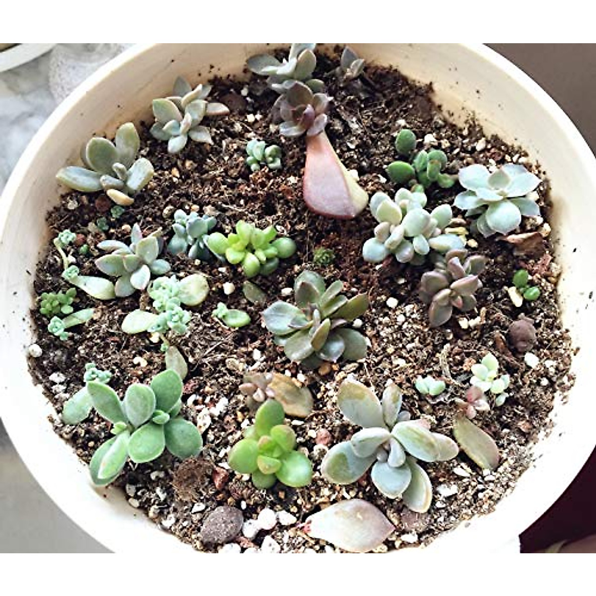 Seeds Of Strength Mixture 200+ Succulents Seeds Garden and Home Bonsai Flower Plant