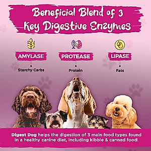 Vital Planet - Digest Dog Digestive Pancreatic Enzyme Blend with Pumpkin and Fennel to Support The Pancreas and Healthy Digestion with Pancreatin, Beef Flavored Powder for Dogs - 111 Grams 30 Scoops
