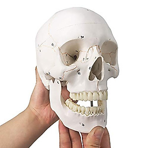 Generies 2021 Newest Design Human Skull Anatomical Model,with Painted Sutures 54 Pcs Labeled Numbered Skull Models for Medical Students,Human Brain Model for Kids Drawing Anatomy