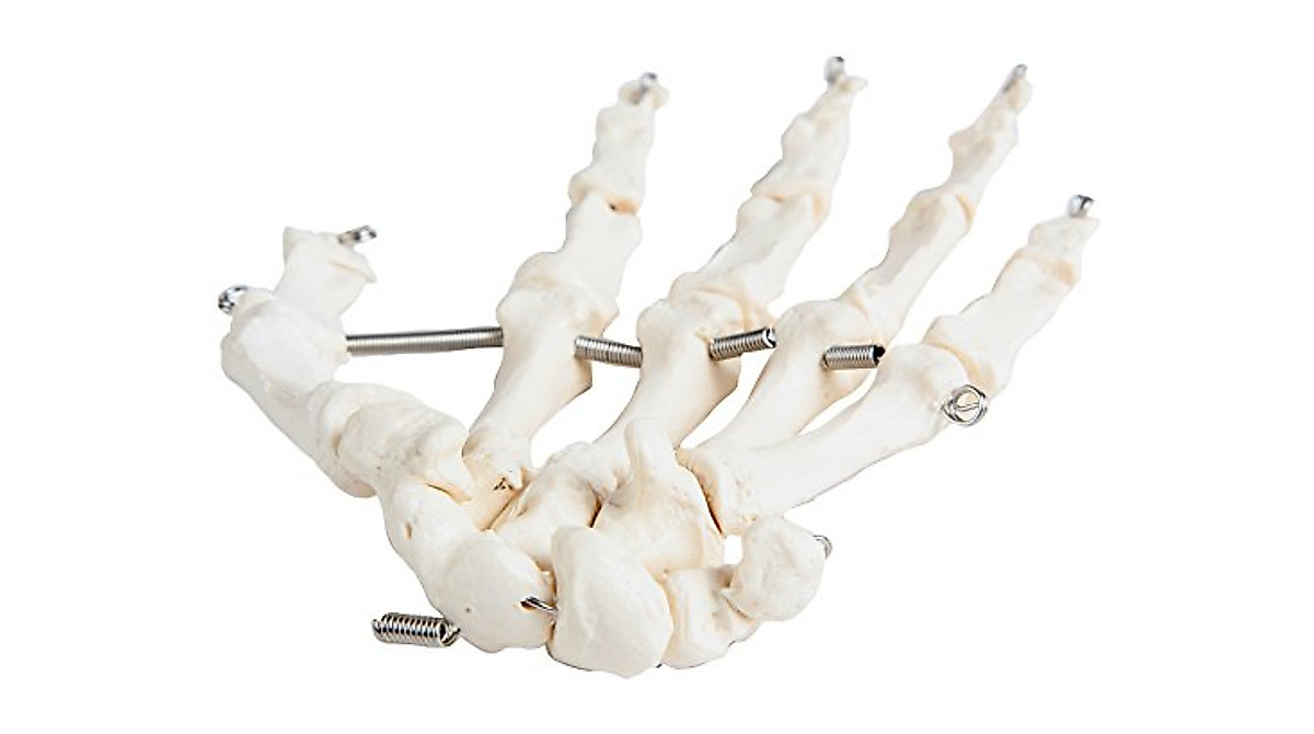 Axis Scientific Skeletal Hand Model | Fully Articulated & Accurate for ...