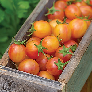 Burpee 'Sunrise Bumble Bee' | Yellow/Orange Tasty Cherry Tomato | 25 Seeds