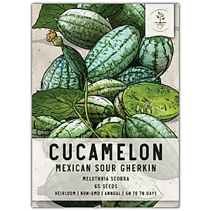 Seed Needs, Cucamelon Seeds - 65 Heirloom Seeds for Planting Melothria scobra - Mexican Sour Gherkin Non-GMO & Untreated, Boasts a Light Citrus Flavor, (1 Pack)