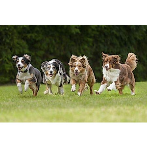 My Lucky Pets Dog Hip and Joint Complex - Vet Approved - Powerful Formula - Immune Support - Increase Joint Mobility - Dog glucosamine and condroidin Supplement - 1 Bottle (120 Tablets)