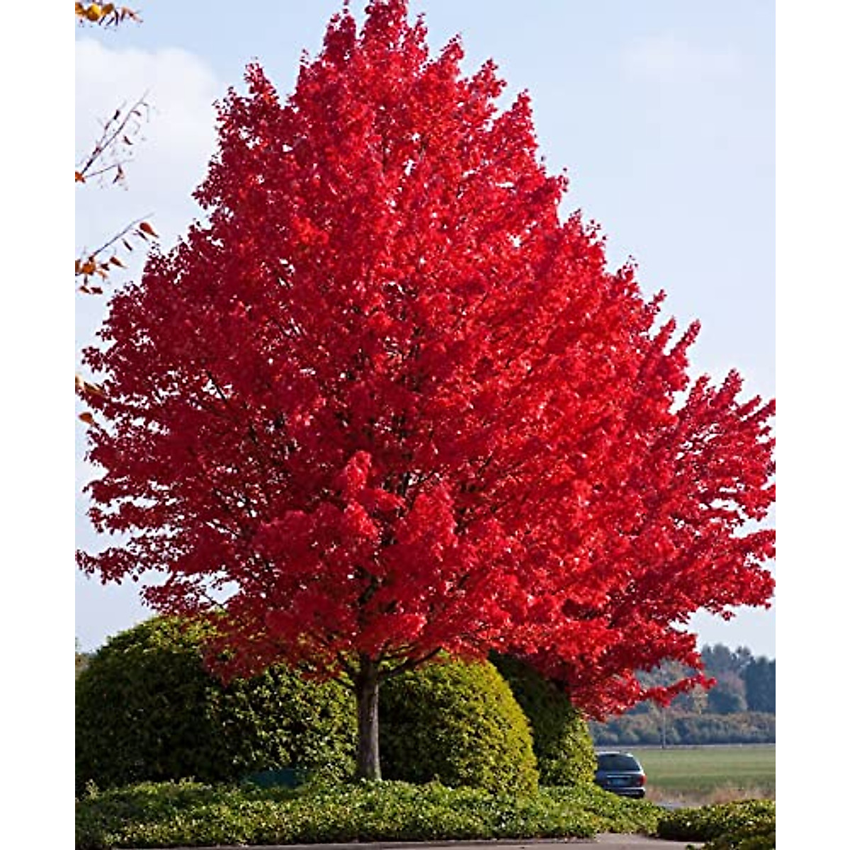 Brandywine Maple Shade Tree Red to Purple Stunning Color 18-24 inches Tall