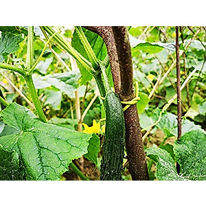 TIPU Soft Rubber Garden Twine, Reusable and Adjustable Plant Tie Without Wire Interior, Hollow Stretch Rubber Twine Expands with The Growth Plant/Fruit Tree, Green, 262 FT