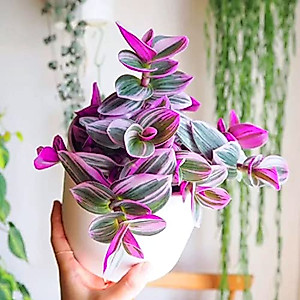 Pink Wandering Jew Plant for Gardening Indoor, Ship in 2.5 Inc Pot, Ornaments Perennial Garden Simple to Grow Pot