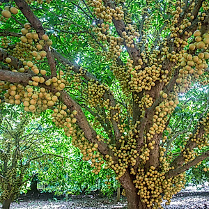 CHUXAY GARDEN Baccaurea Ramiflora Seed,Burmese Grape 10 Seeds Evergreen Tree Growing to 25 m Edible Sweet Fruit Great for Garden