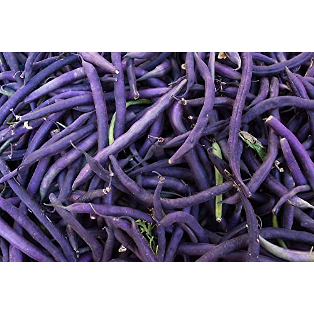 Royal Burgundy Bush Bean Seeds for Planting, 30 Heirloom Seeds Per Packet, (Isla's Garden Seeds), Non GMO Seeds, Botanical Name: Phaseolus vulgaris, Great Home Garden Gift