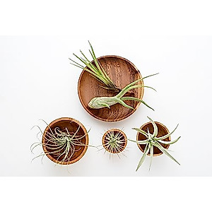 Tillandsia Air Plants Live Indoor Plants (50 Pack), Air Plants Bulk Party Favors or Wedding Favors Live Plants, Air Plant Lover Gifts, DIY Terrarium Kit, Air Succulents Plants Live by Plants for Pets