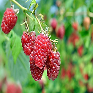 2 Heritage - Red Raspberry Plant - Everbearing - All Natural Grown - Ready for Fall Planting