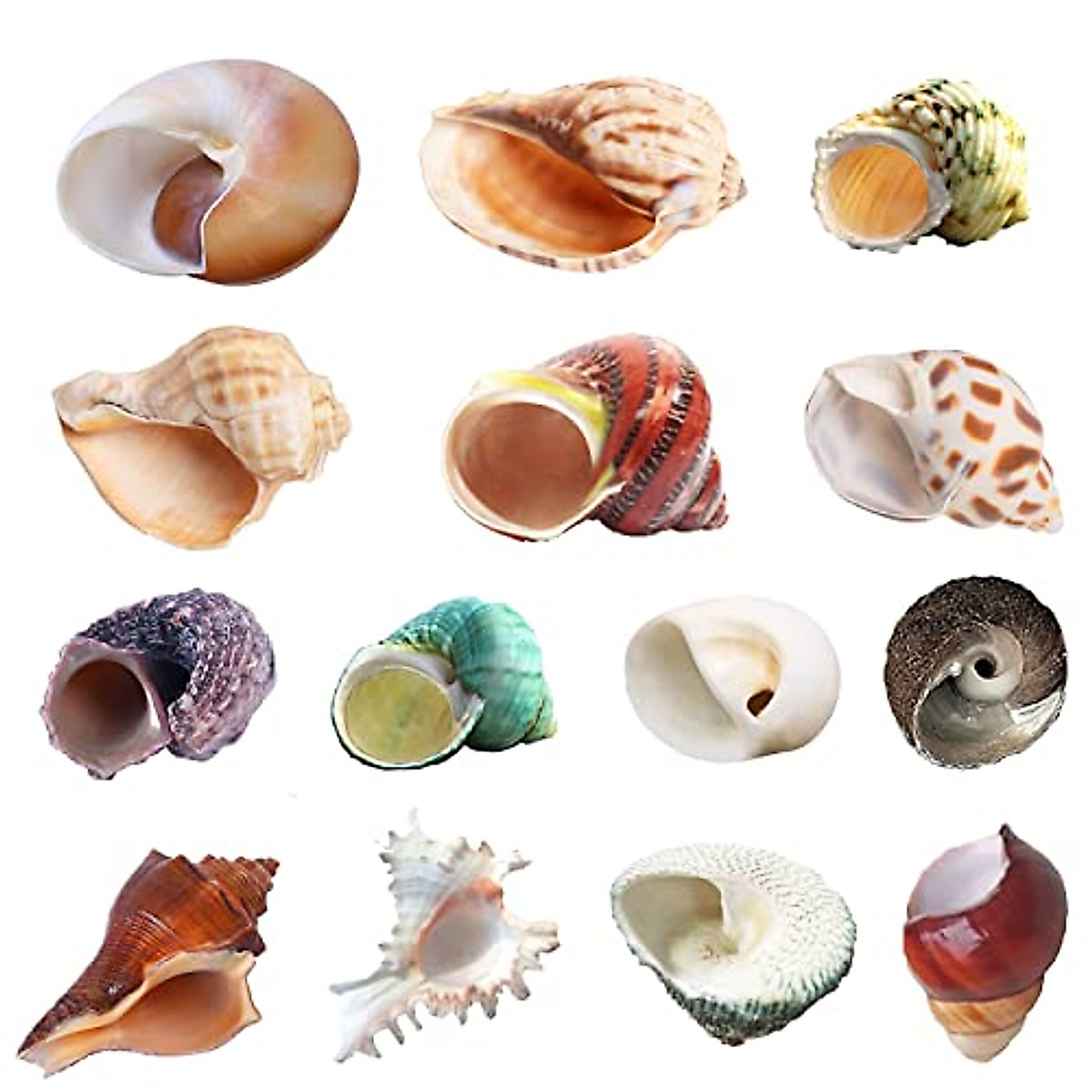 Hermit Crab Shells, 14 PCS 14 Kinds, Opening Size 0.5"-1.4" Natural Seashell Supplies Turbo Growth House