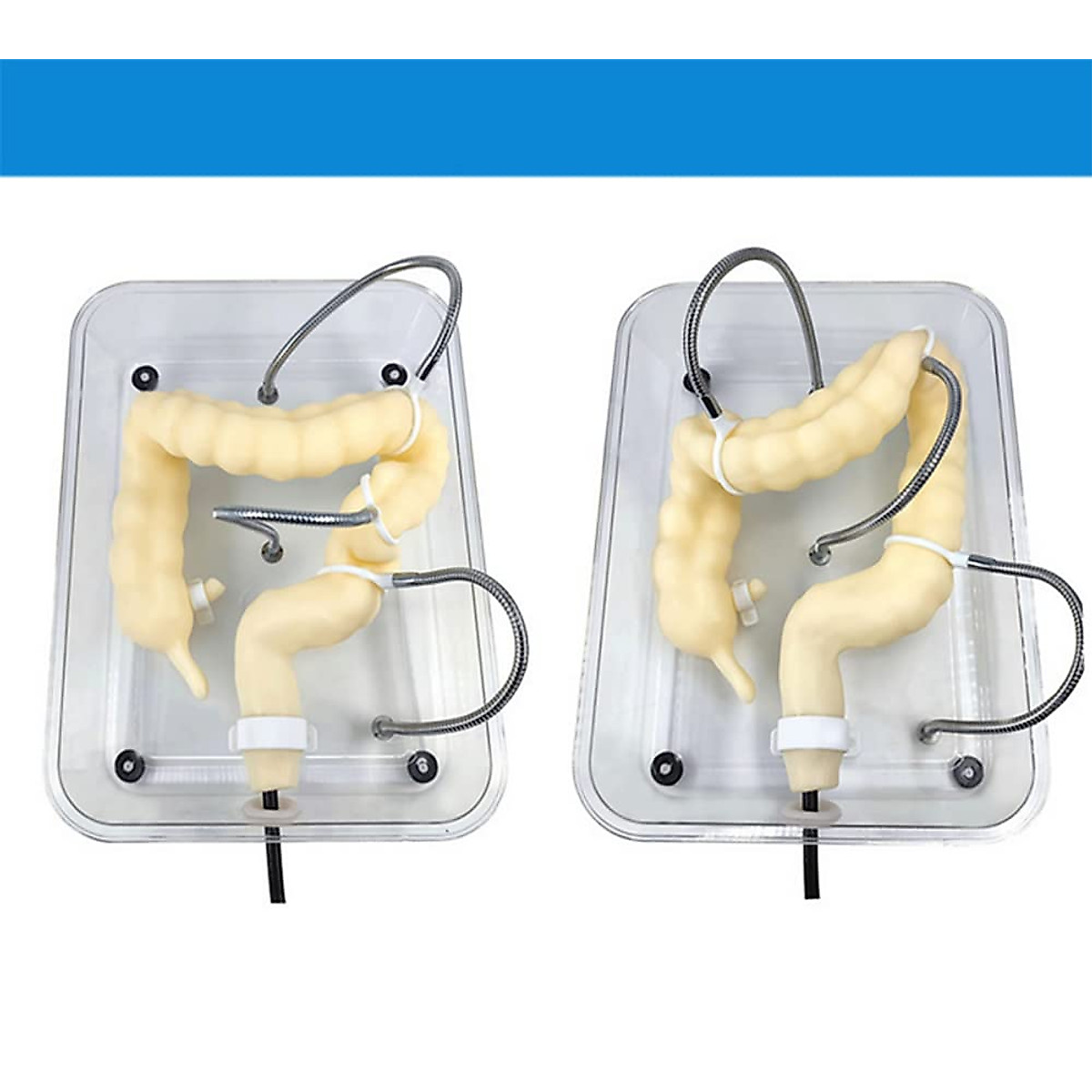 WFZY Medical Colon Model Soft Virtual Colonoscopy Training Model for Nursing Medical Training