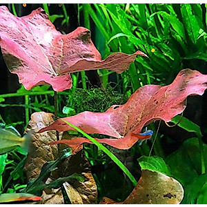 Planterest - Dwarf Water Lily Loose Nymphaea Rubra Bulb Live Aquarium Plant Decorations BUY2GET1FREE