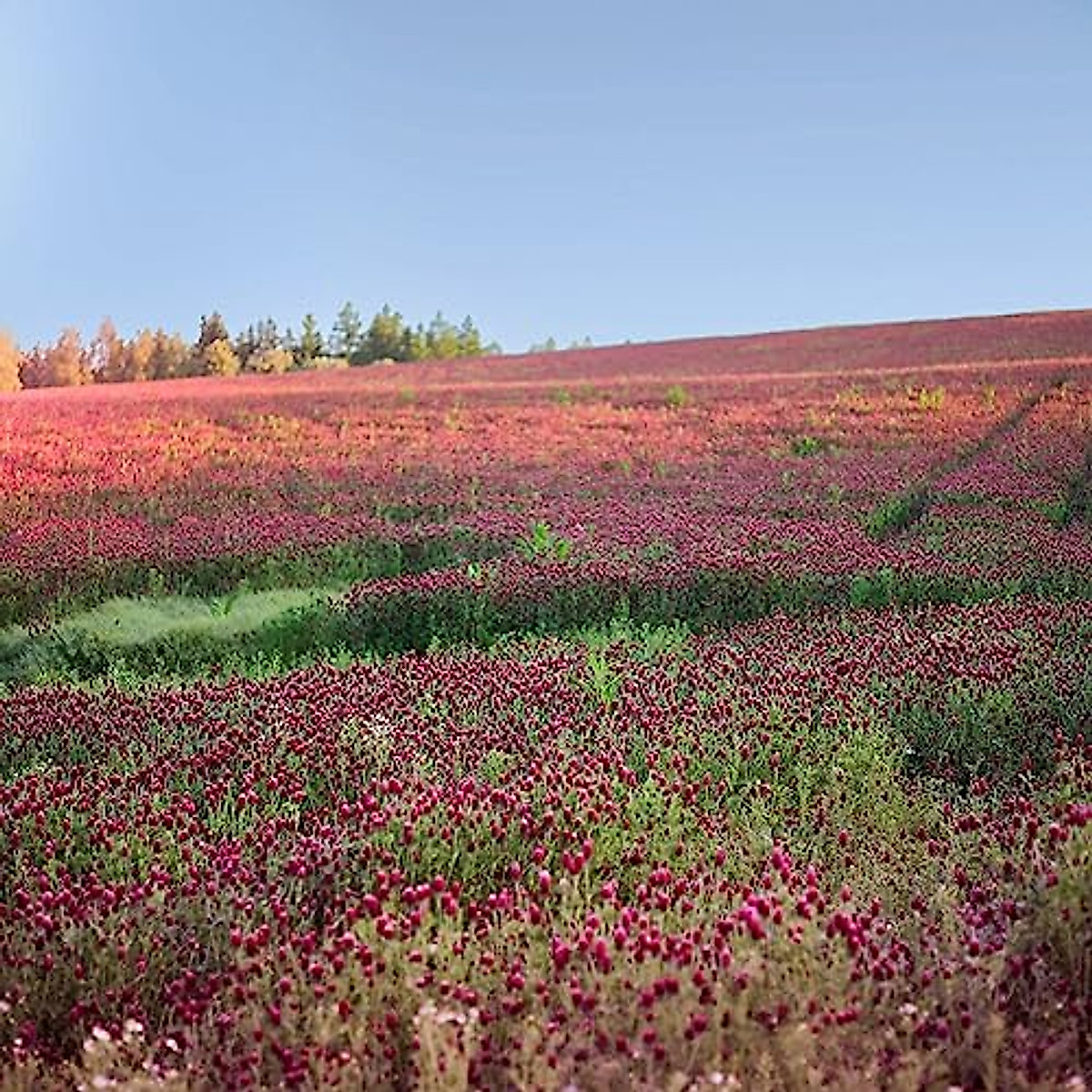 Crimson Clover Seeds - 1 lb ~46,400 Seeds - Legume Clover Seeds for Cover Crops, Wildlife Forage, Pasture, Hay, Pollinator Attractant, Green Manure, & More - Clover Seeds for Planting