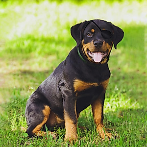 3pcs Upgrade Dog Eye Patch, Premium Dog Single Eyepatch, Protective Eye Cover for Small Medium Large Dogs Cats with Eye Injuries and Wounds