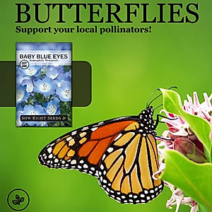 Sow Right Seeds - Baby Blue Eyes Flower Seeds for Planting - Beautiful Flowers to Plant in Your Home Garden - Indoors or Outdoors - Non-GMO Heirloom Seeds - Attract Pollinators - Great Gardening Gifts