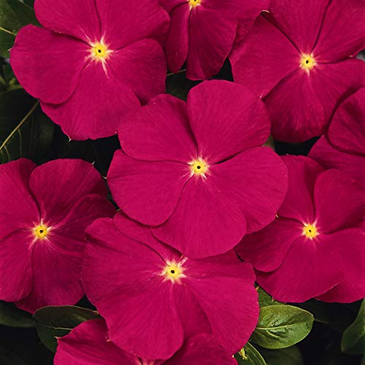 Outsidepride Vinca Periwinkle Rose Garden Flower, Ground Cover, & Container Plants - 2000 Seeds