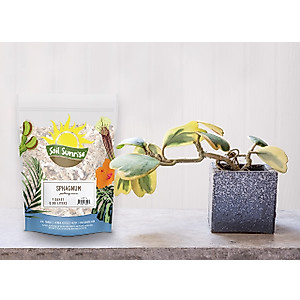 Sphagnum Moss Potting Mix (1 Quart); for Carnivorous Plants: Blend of Dried Moss with Perlite