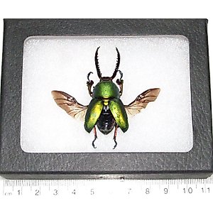BicBugs Lamprima adolphinae Green Form Male Real stag Beetle Mounted Wings Spread Framed Papua New Guinea