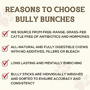 Bully Bunches Premium 12 Inch Thick Odor-Free Bully Sticks for Medium & Large Dogs - Long Lasting Chews for Oral Care - All Natural & Single Ingredient, 100% Beef Dog Treat, Rawhide Free (10 Pk)