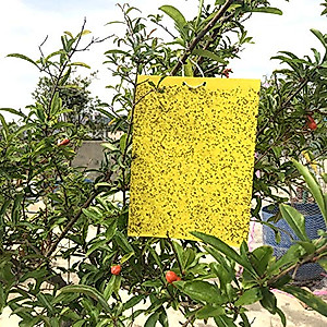Gingbau 30-Pack Yellow Sticky Traps for Flying Plant Insects Like Fungus Gnats, Whiteflies, Aphids, Leafminers (Twist Ties Included)