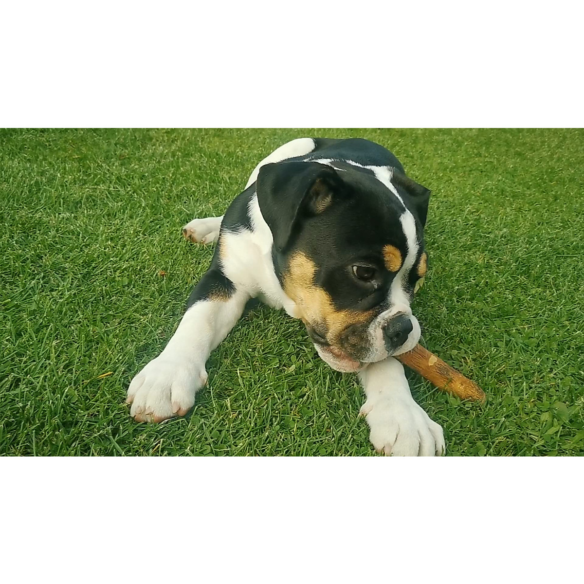 Wildfang® Olive Wood Dog Chew Puppy Teething Toys Dog Stick Toy-Long Lasting Natural Chew Toys for Dogs, Root Chews for Dogs, Wooden Dog Chew Stick, Tree Root Dog Bones, Wood Chew for All Dogs-Large