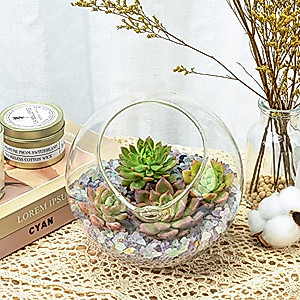 Succulent Plants (4 Pack), Live Assorted Succulents Fully Rooted in 2" Grower Pots with Soil, Unique Potted House Plants for DIY, Home Decor, Wedding Party Favor Gift