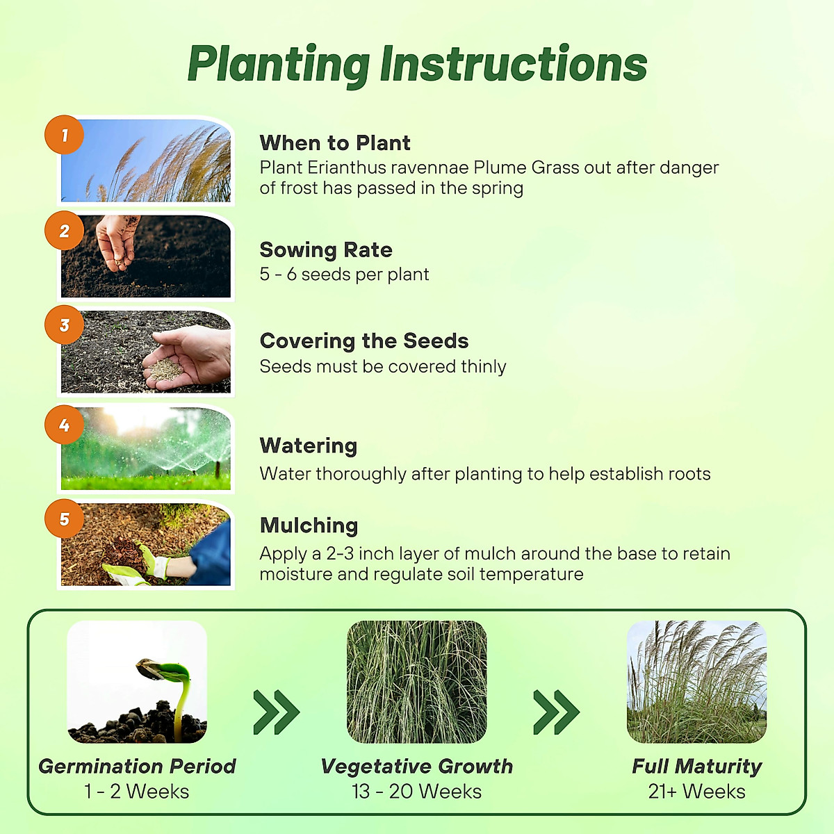 Outsidepride 500 Seeds Perennial Erianthus Ravennae Plume Ornamental Grass Seed for Planting