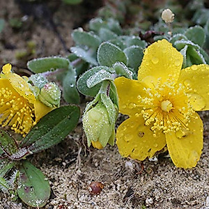 Outsidepride Hypericum Cerastoides Trailing St. John’s Wort Garden Flower & Ground Cover - 200 Seeds