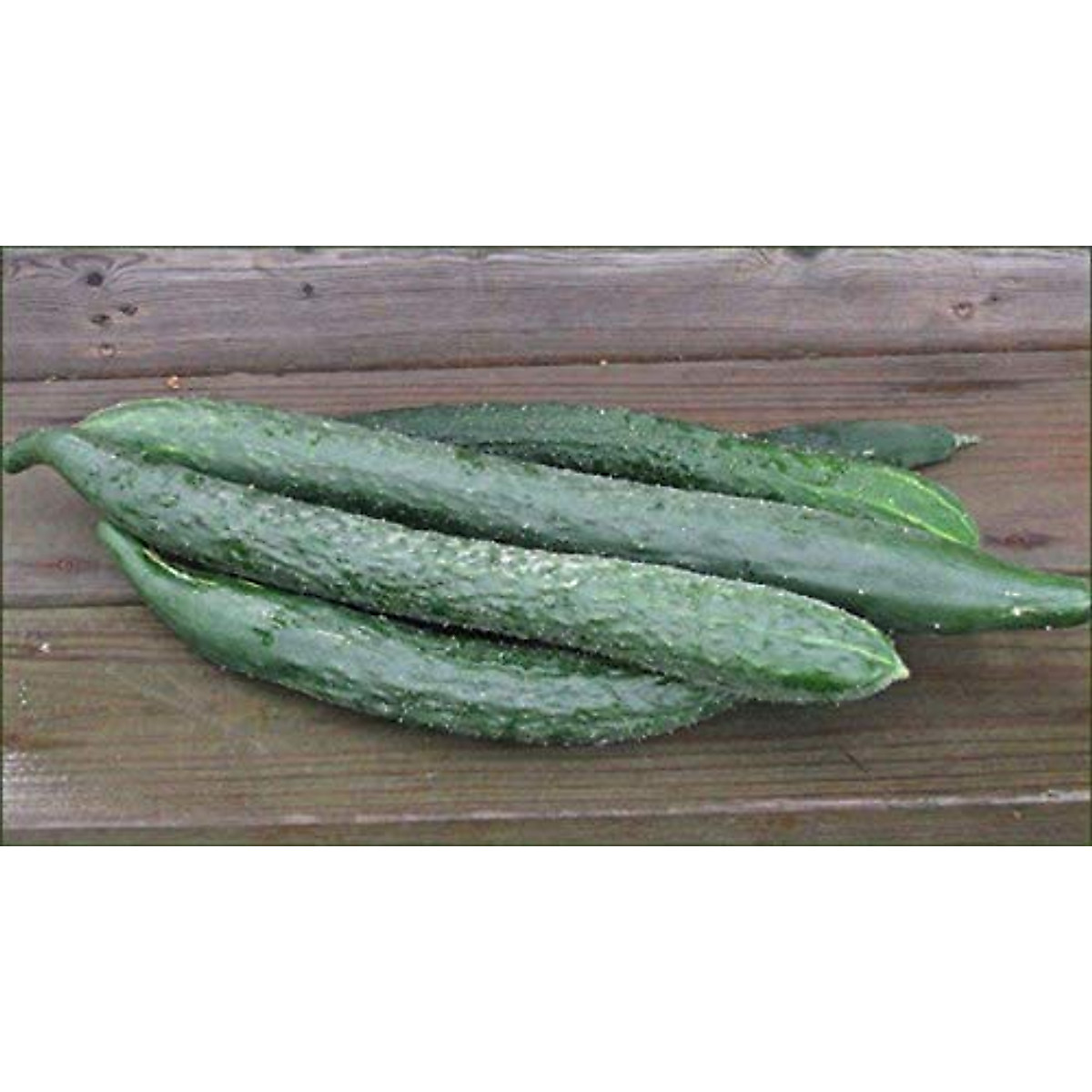Japanese Long Burpless Cucumber Seeds - Sooyow Nishiki Green Non-GMO (25 - Seeds)