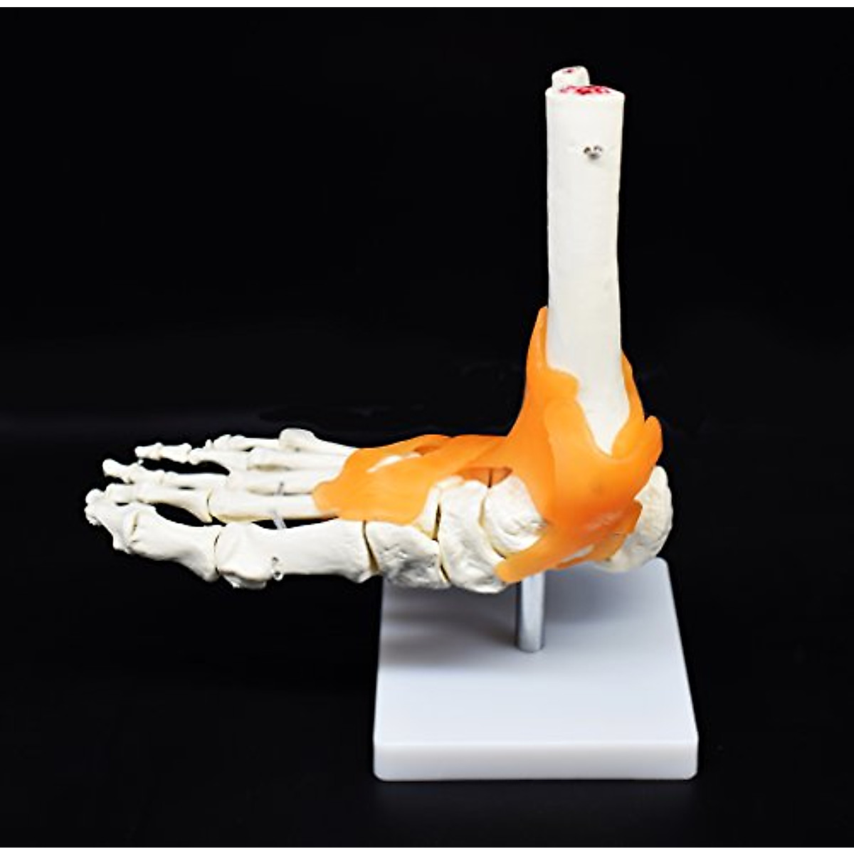 Human Foot Skeleton Model with Ligaments, Flexible, Anatomically Accurate Foot Skeleton Model Life Size Human Skeleton Anatomy for Science Classroom Study Display Teaching Medical Model